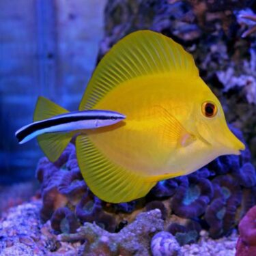 Putzerfische: Erkennen sie sich im Spiegel? | Animal Equality Germany