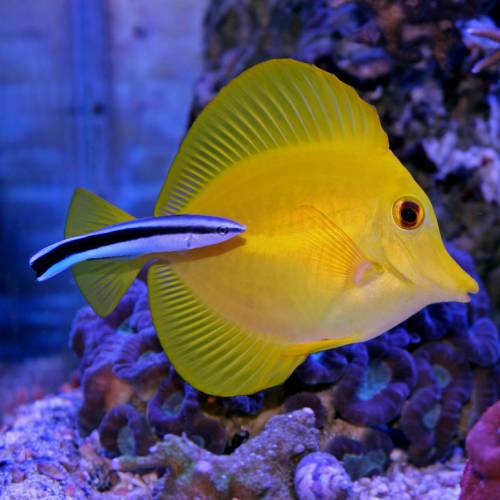 Putzerfische: Erkennen sie sich im Spiegel? | Animal Equality Germany