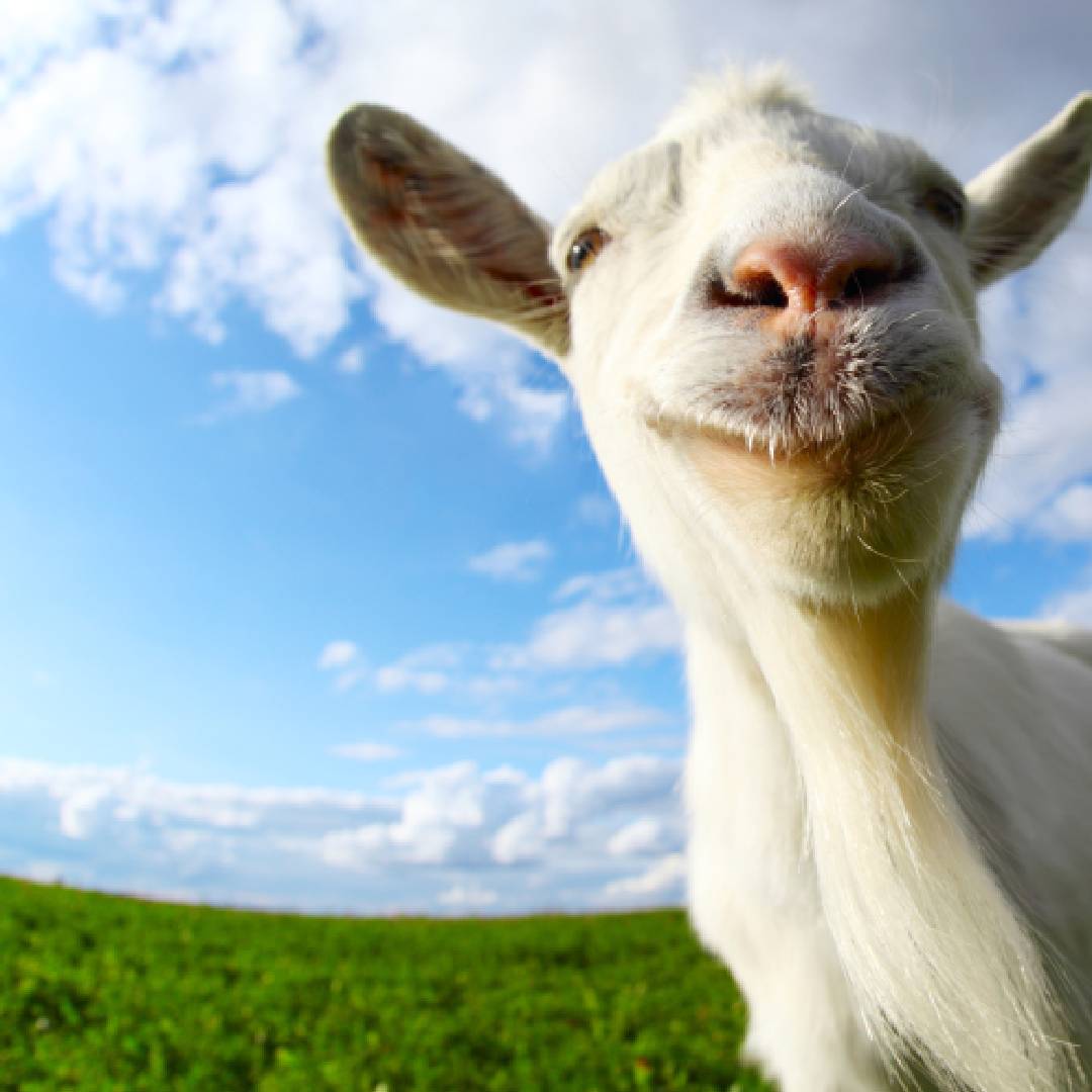 Ziegen | 4 spannende Fakten | Animal Equality Germany