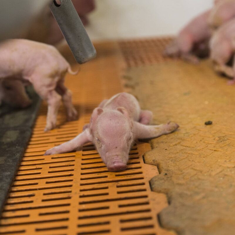 Verbot von Ferkelkastration | Animal Equality Germany