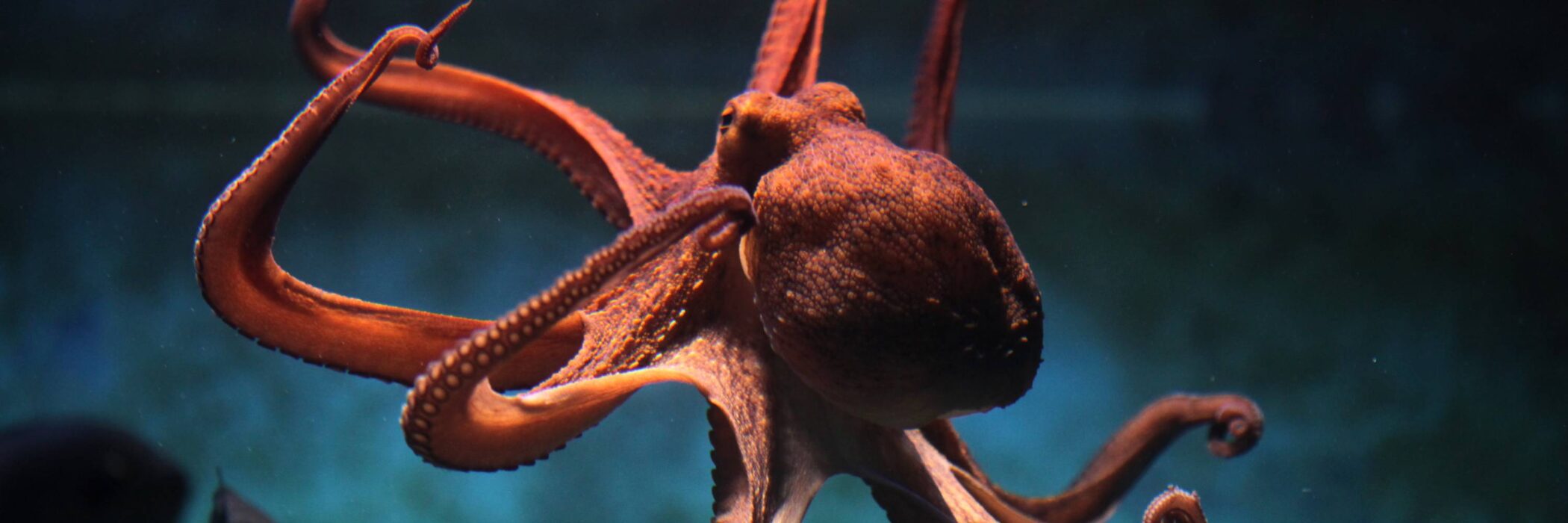 NEUE NETFLIX-DOKU: “MEIN LEHRER, DER KRAKE” | Animal Equality Germany