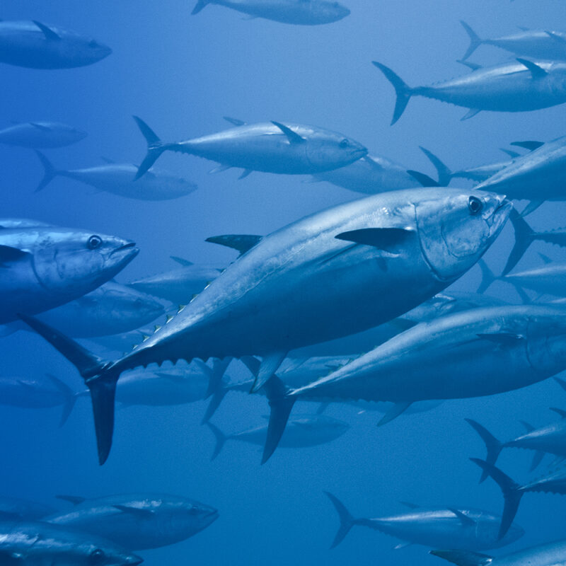 Spannende Fakten über Thunfische | Animal Equality Germany