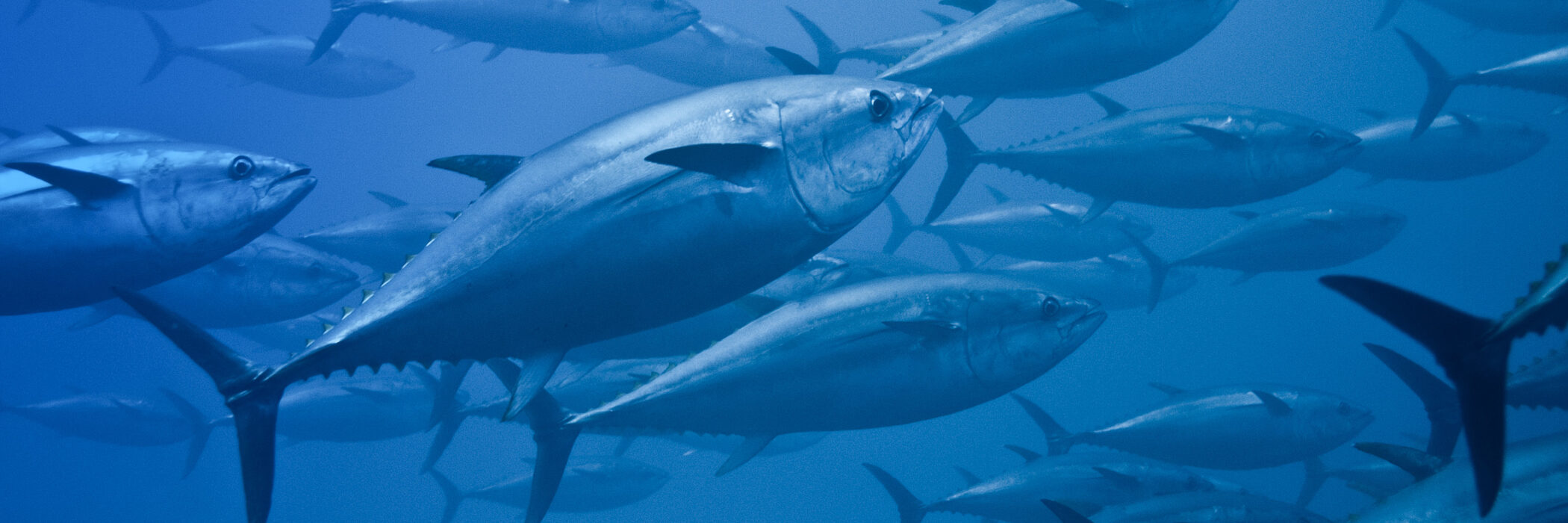 Spannende Fakten über Thunfische | Animal Equality Germany