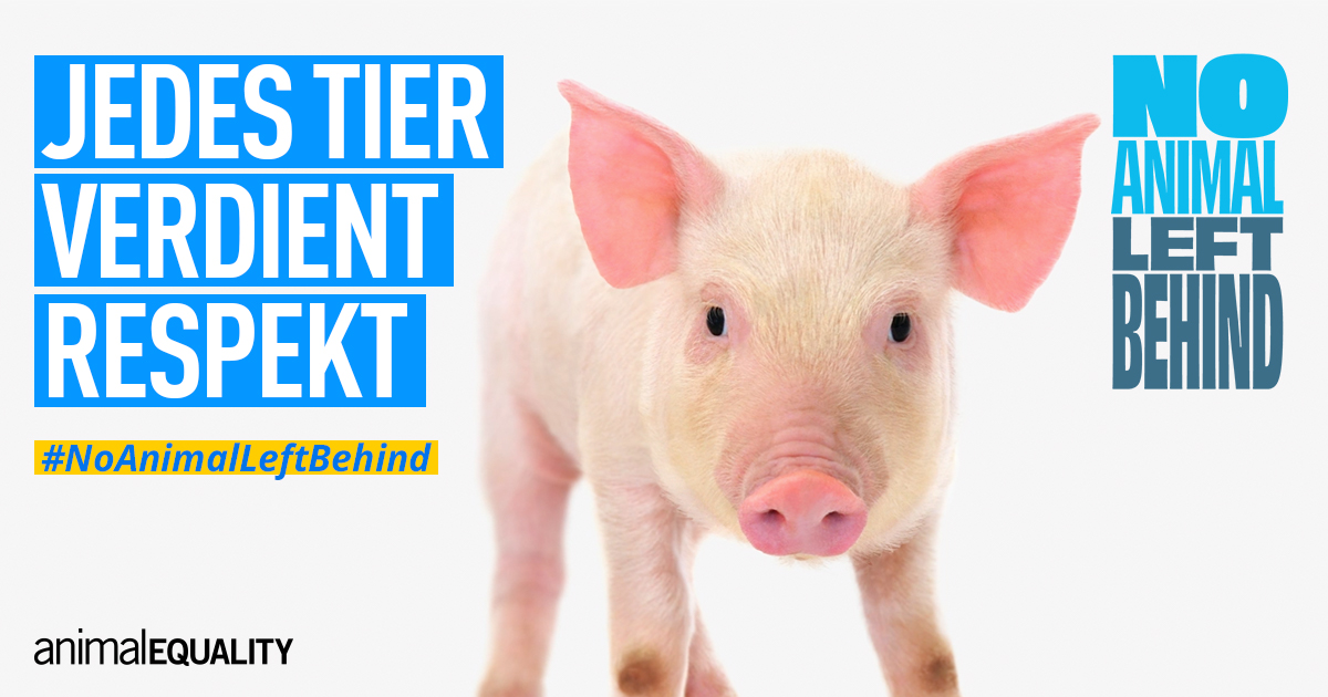 No Animal Left Behind: Keine Lebendtiertransporte mehr.