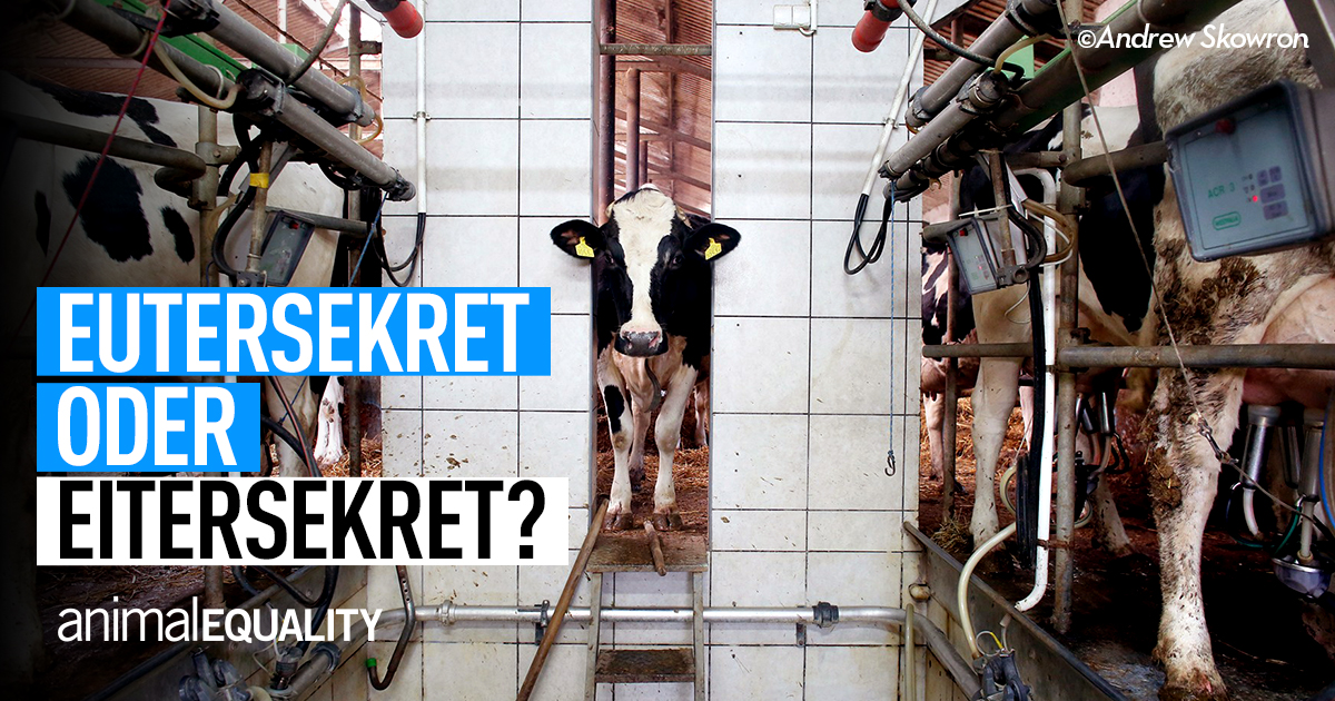 Ist Eiter in Kuhmilch? Die Wahrheit aufgedeckt