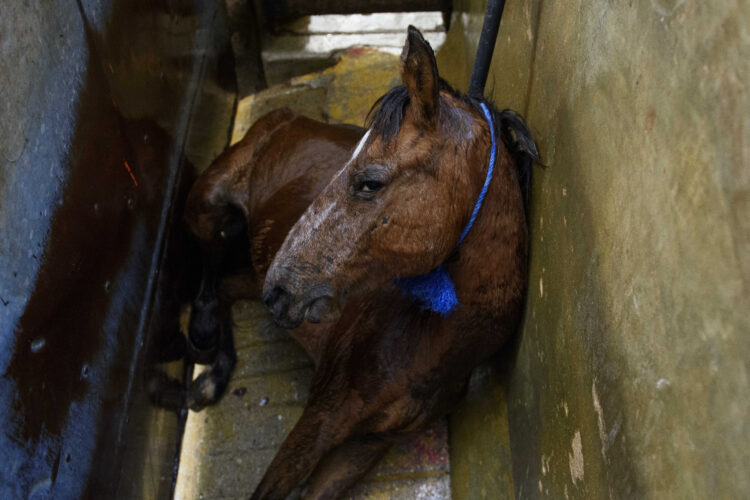 Beende das Schlachten von Pferden | Animal Equality Germany