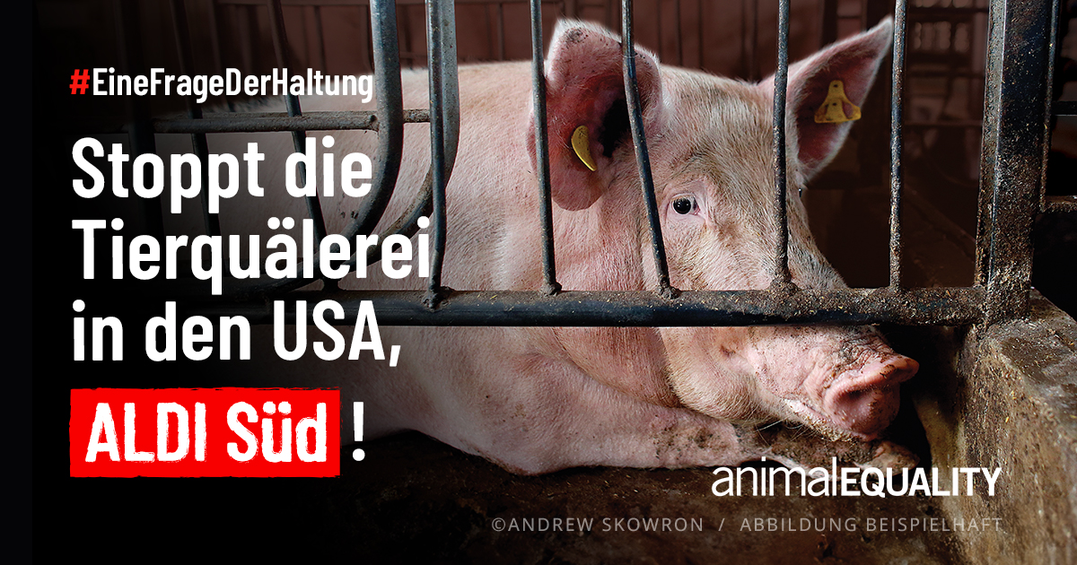 ALDI: Eine Frage der Haltung! | Animal Equality Germany