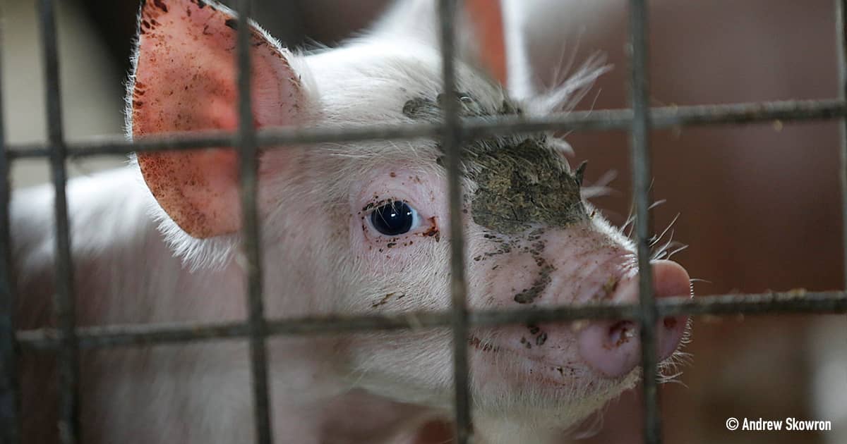 Eine historische Chance für den Tierschutz in der EU